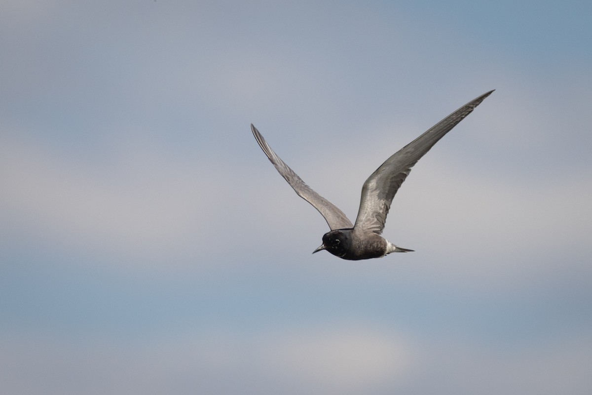 eBird Checklist - 5 Jul 2022 - Tuttle Marsh Wildlife Area - 32 species