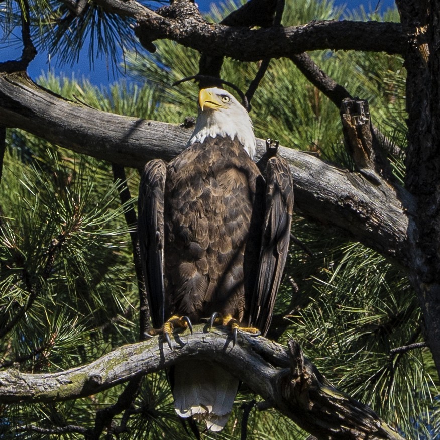 eBird Checklist - 7 Jul 2022 - Mingus Mountain--Mingus Lake (aka Elk ...