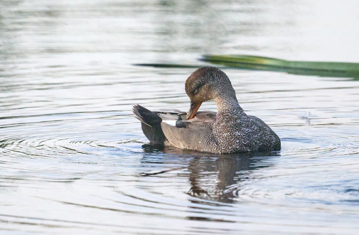 eBird Checklist - 4 Jul 2022 - Barachois du Grand Pabos - 27 species