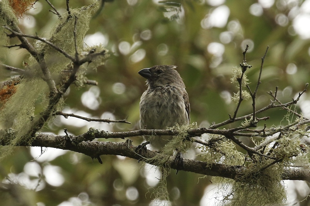 ML466962021 - Medium Tree-Finch - Macaulay Library