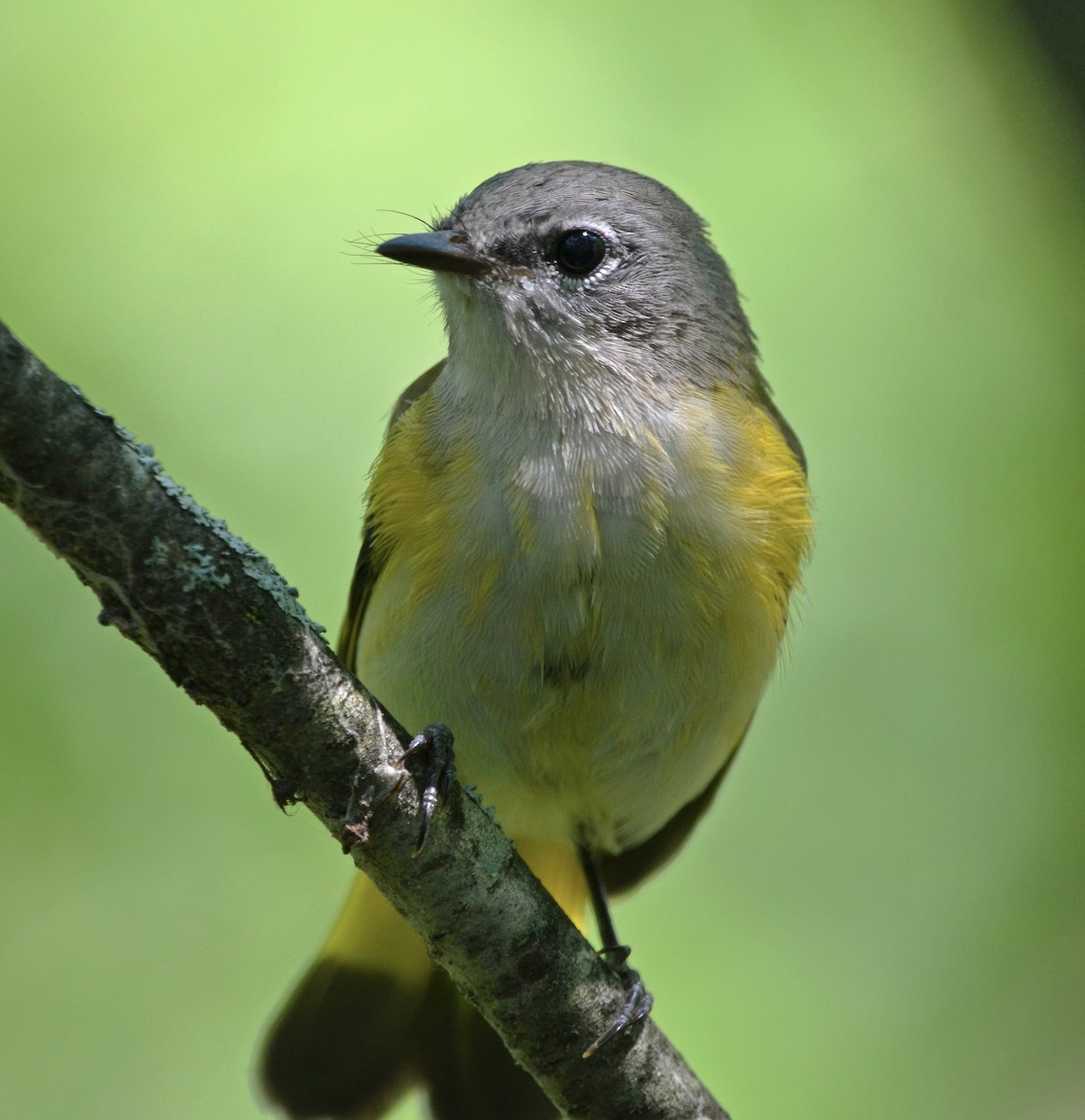 ML467026681 - American Redstart - Macaulay Library