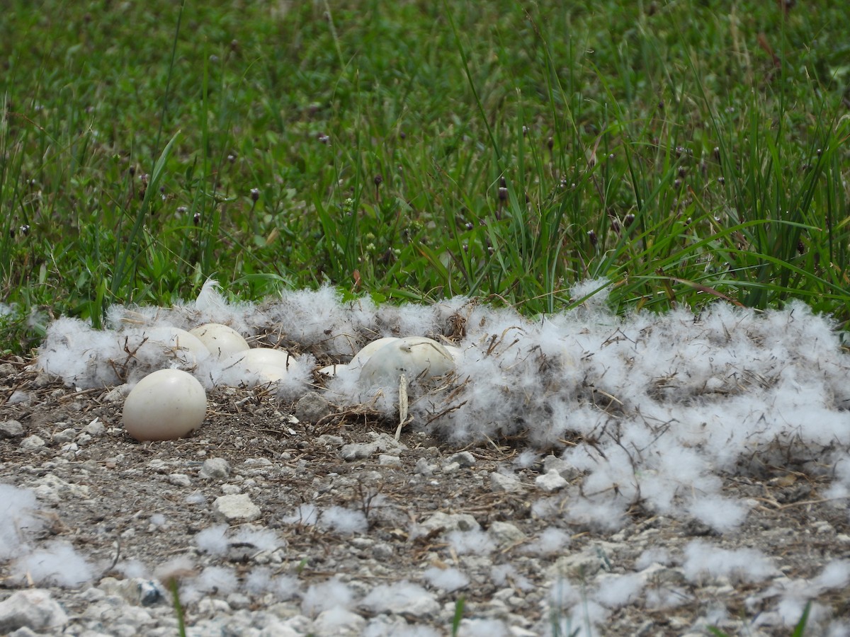 ML467154891 - Muscovy Duck (Domestic type) - Macaulay Library