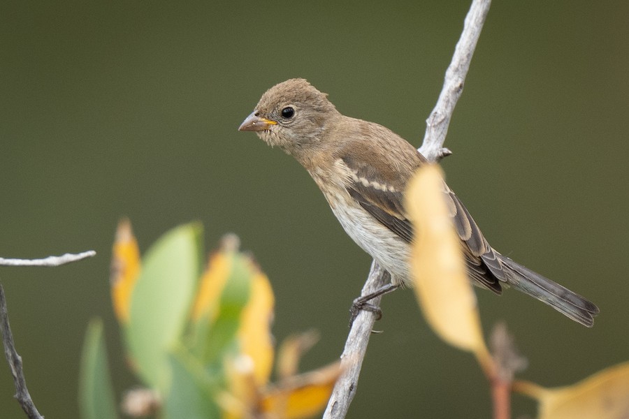 passerine sp. - eBird