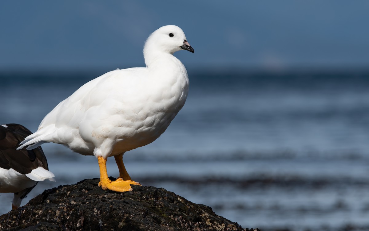 ML467321831 - Kelp Goose - Macaulay Library