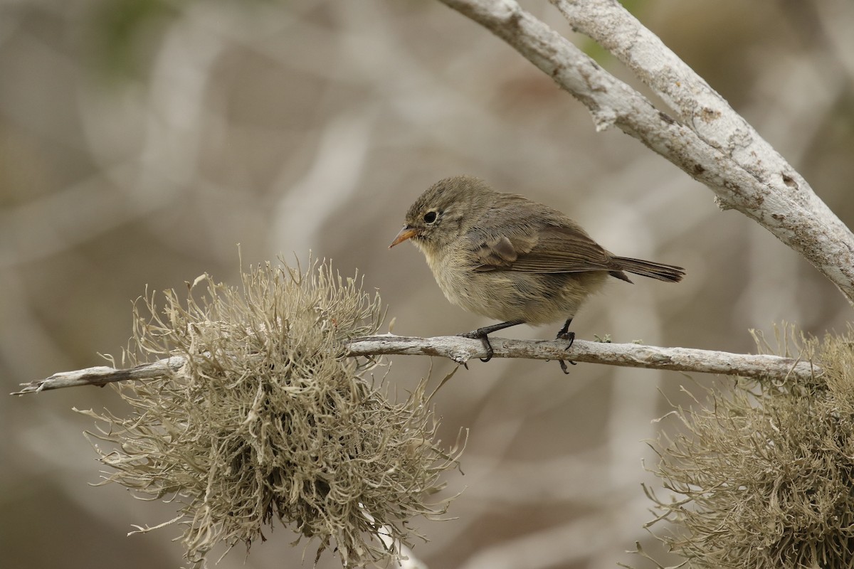 ML467376521 - Gray Warbler-Finch - Macaulay Library