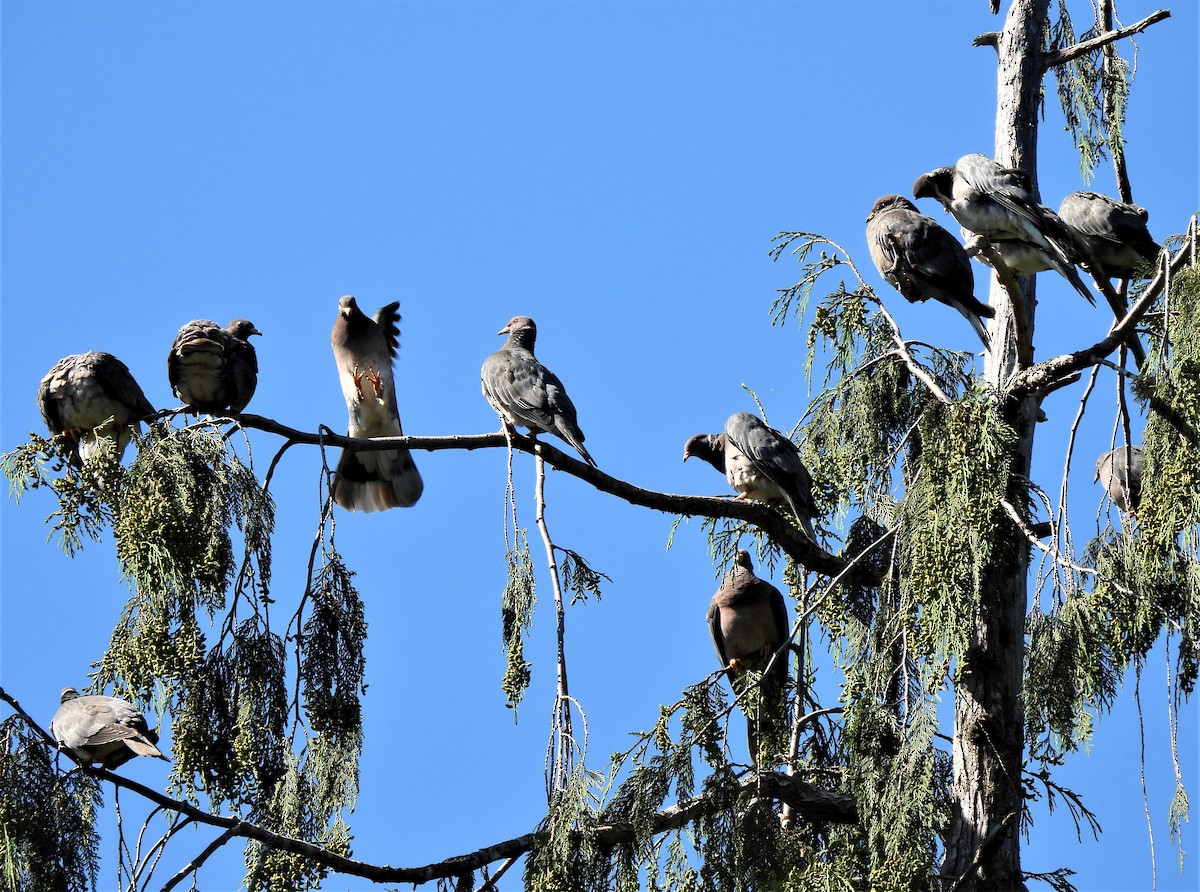 eBird Checklist - 14 Jul 2022 - Henry Hagg Lake Park (Scoggins Valley ...