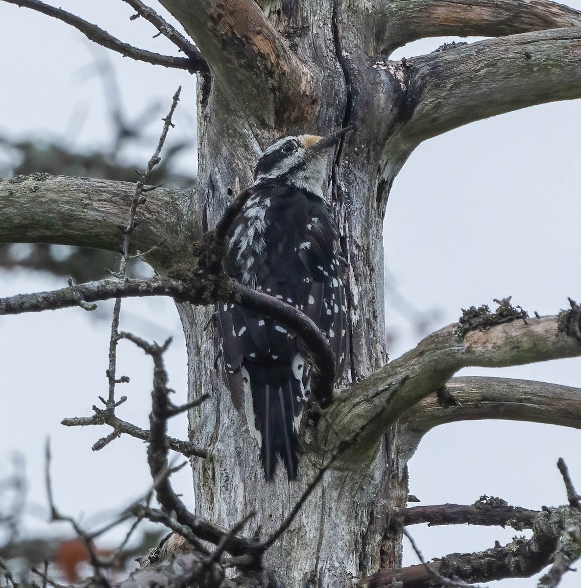eBird Checklist - 15 Jul 2022 - Goulds--Cochrane Pond Rd--Route 3 to ...