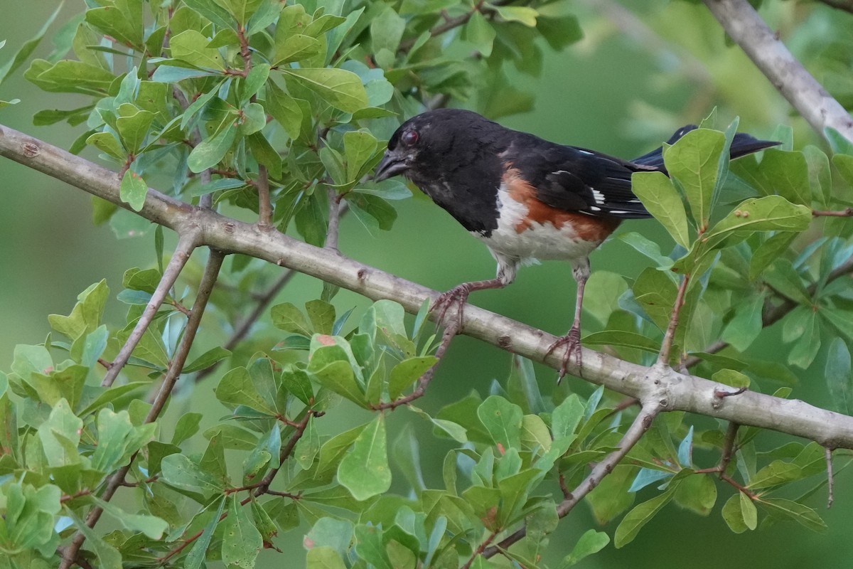 ML467885701 - Eastern Towhee - Macaulay Library