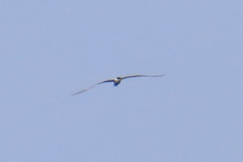 eBird Checklist - 25 Jun 2022 - 澎湖--岐頭港與鳥嶼之間海域(Penghu--Sea Area between ...