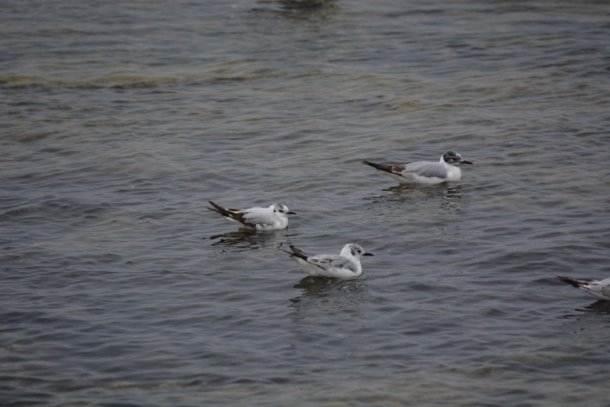 ML467994071 - Little Gull - Macaulay Library