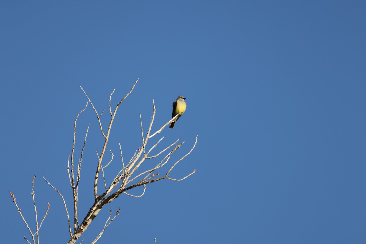 eBird Checklist - 31 May 2021 - Casper KOA - 1 species
