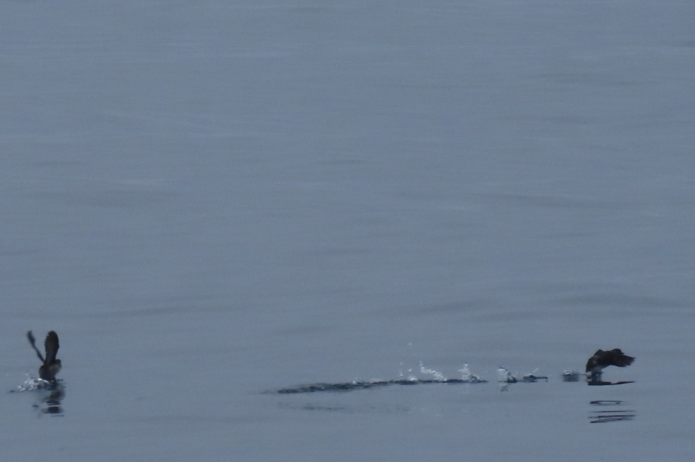 eBird Checklist - 16 Jul 2022 - San Diego Trough (south) - 10 species