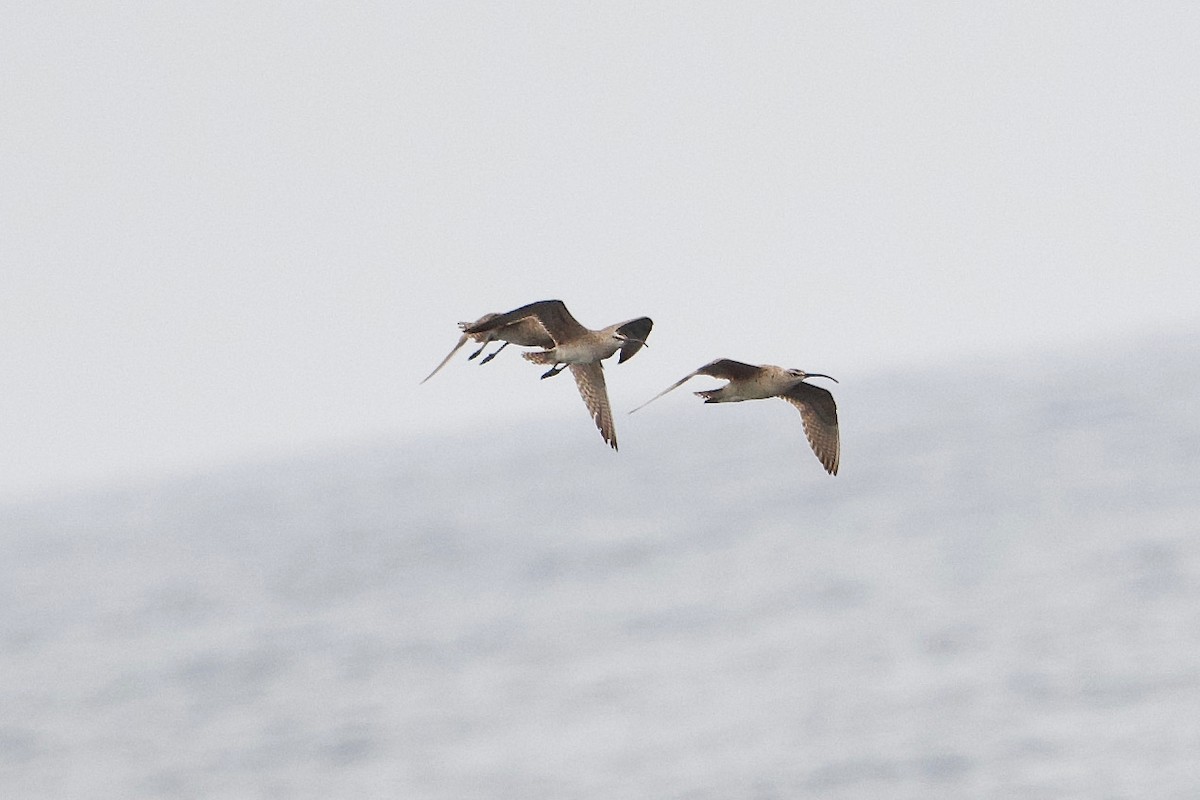 eBird Checklist - 16 Jul 2022 - Thirty Mile Bank (SD Co.) - 12 species ...