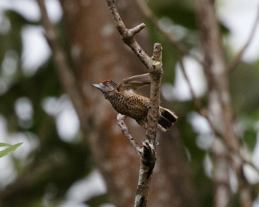 White-bellied Piculet (Mangrove) - eBird