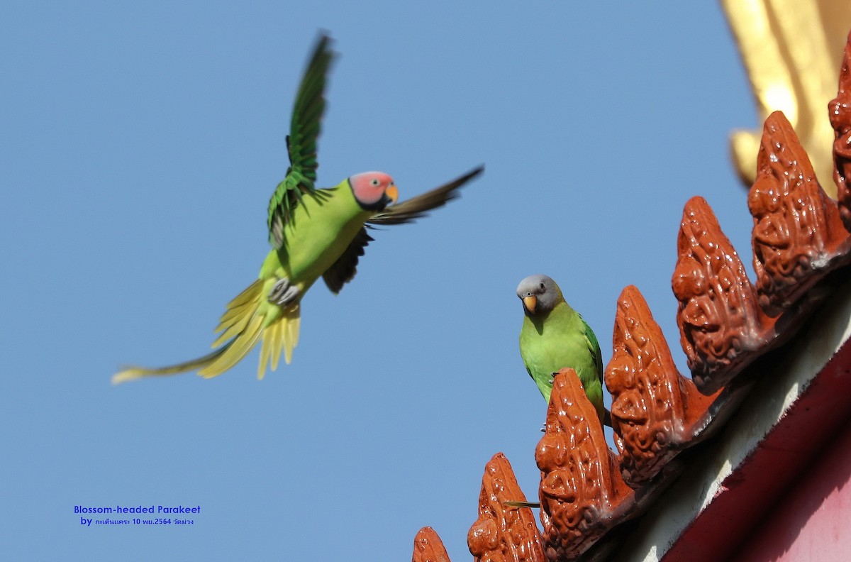 eBird Checklist - 10 Nov 2021 - In Buri--Wat Muang (Muang Temple) - 1 ...