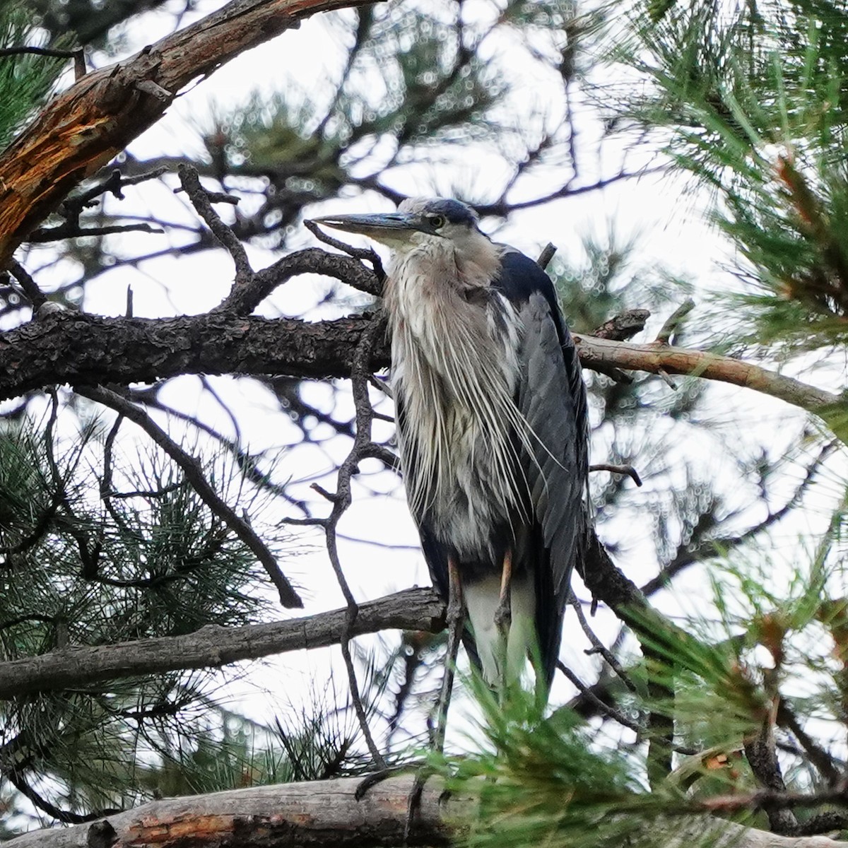 eBird Checklist - 20 Jul 2022 - Mingus Mountain--Mingus Lake (aka Elk ...