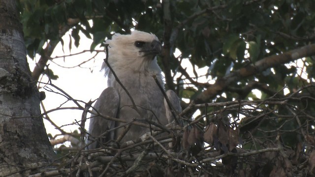 Harpy Eagle - Harpia harpyja - Media Search - Macaulay Library and eBird