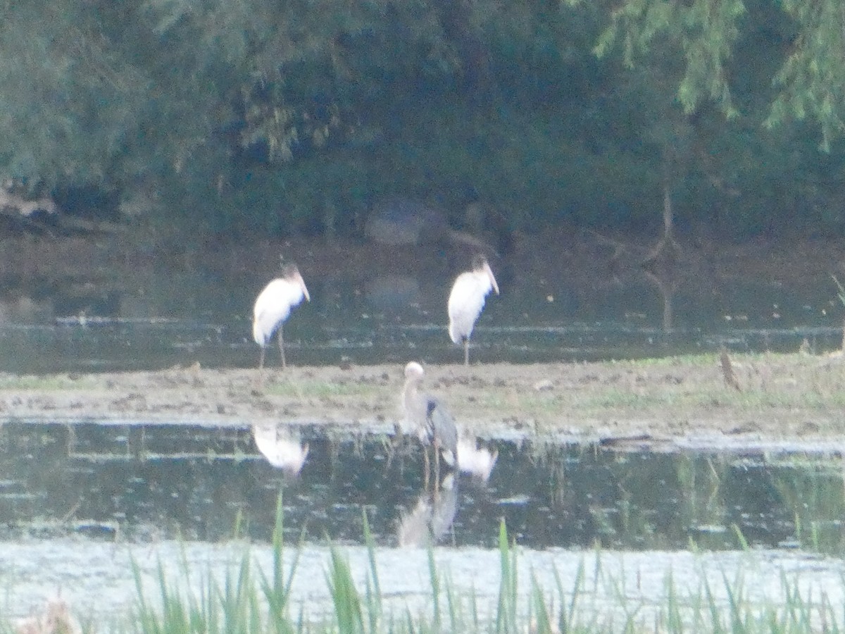 eBird Checklist - 23 Jul 2022 - Octoraro Reservoir--Mt. Eden Rd ...