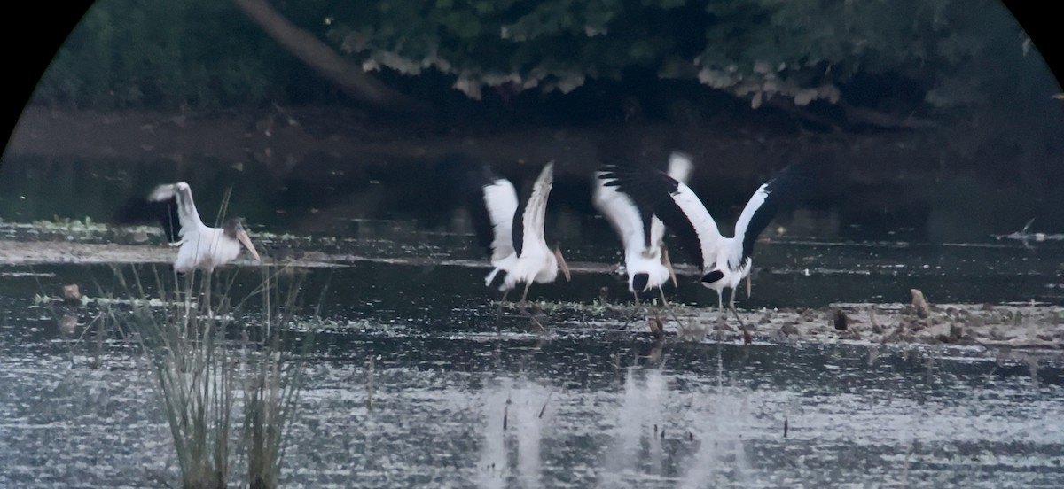 eBird Checklist - 23 Jul 2022 - Octoraro Reservoir--Mt. Eden Rd ...