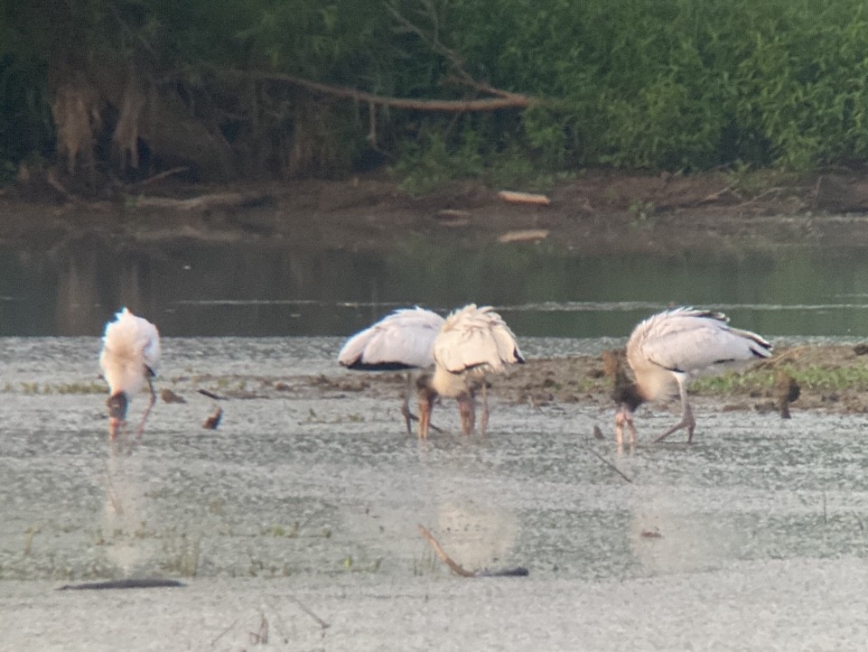 eBird Checklist - 24 Jul 2022 - Octoraro Reservoir--Mt. Eden Rd ...