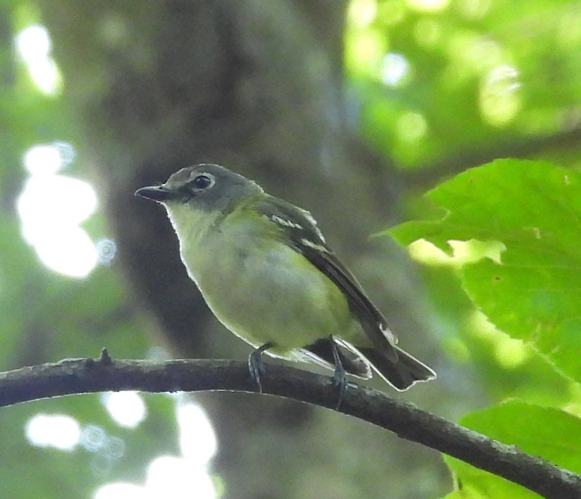 North Carolina Bird Atlas Checklist - 24 Jul 2022 - Mtn to Seas Trail ...