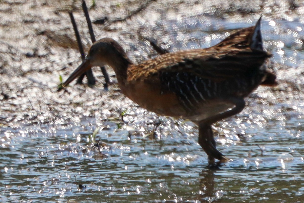 eBird Checklist - 24 Jul 2022 - Frank Shoemaker Marsh - 26 species