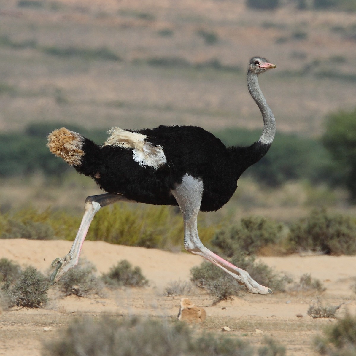 Somali Ostrich - Struthio molybdophanes - Media Search - Macaulay ...