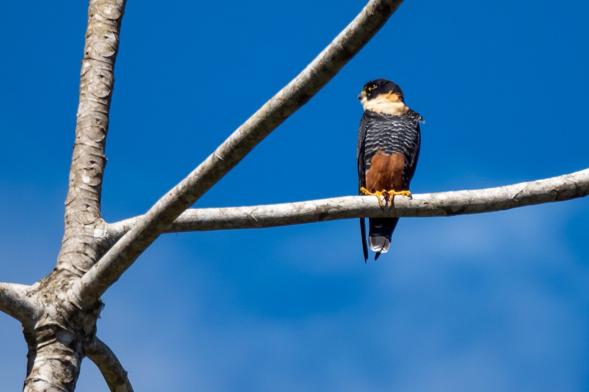 ML470084231 - Bat Falcon - Macaulay Library