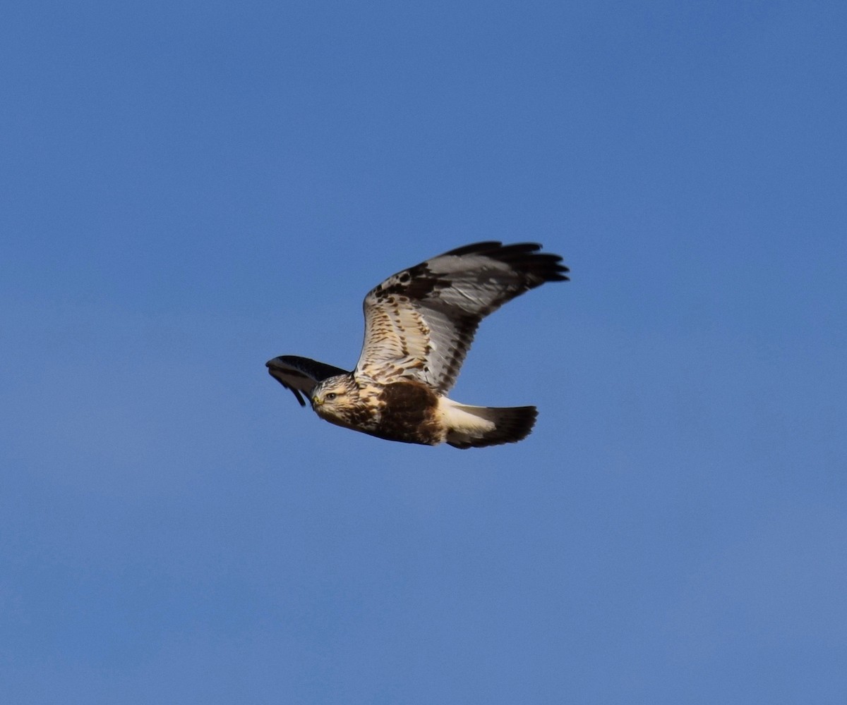 eBird Checklist - 28 Jan 2017 - US-Colorado-Silt - 39.533x-107.704 ...