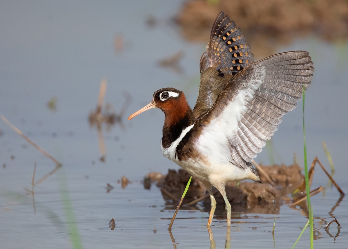 ML470227011 - Greater Painted-Snipe - Macaulay Library