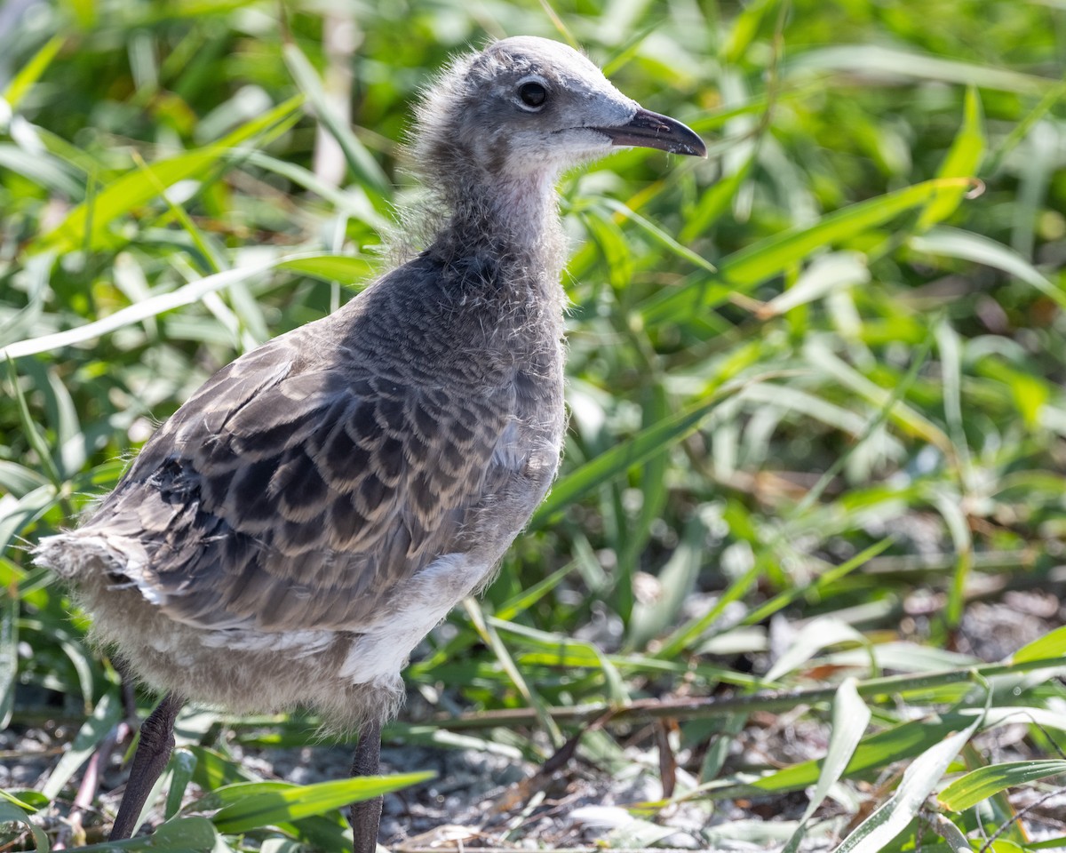 ML470258041 - Laughing Gull - Macaulay Library