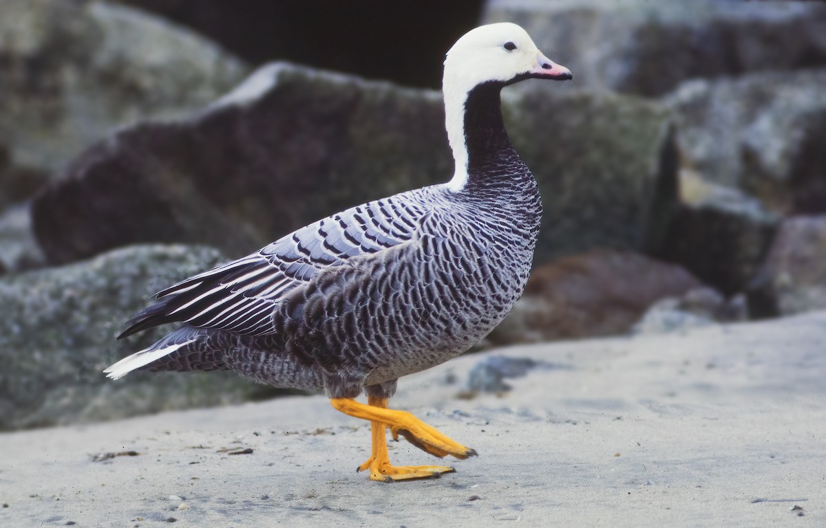 ML470495471 - Emperor Goose - Macaulay Library