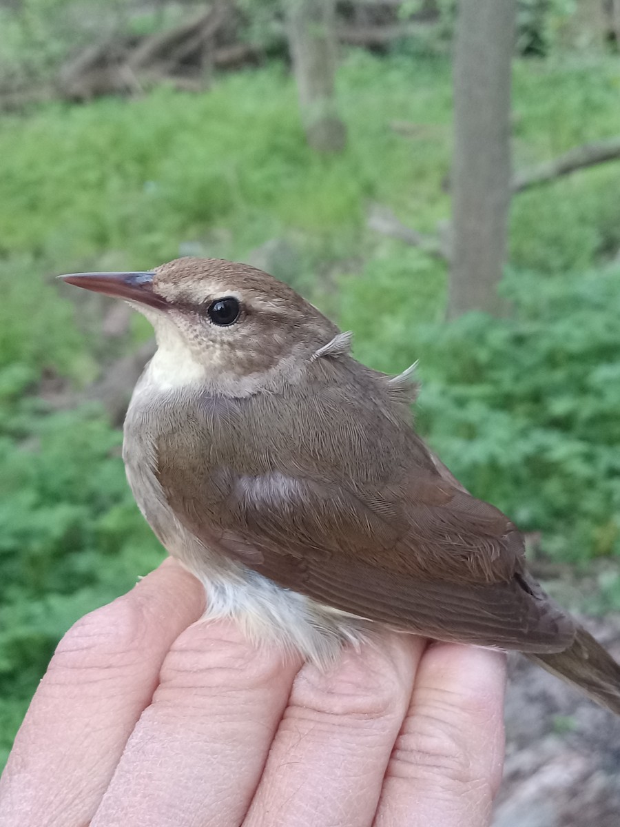eBird Checklist - 13 May 2022 - Pelee Island--Fish Point Provincial ...