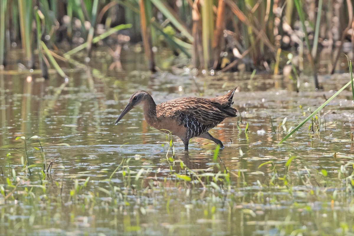 eBird Checklist - 20 Jul 2022 - Frank Shoemaker Marsh - 3 species