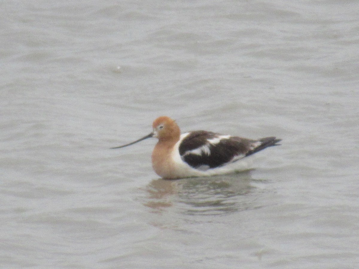 eBird Checklist - 5 May 2022 - Cheyenne Bottoms WA - 50 species