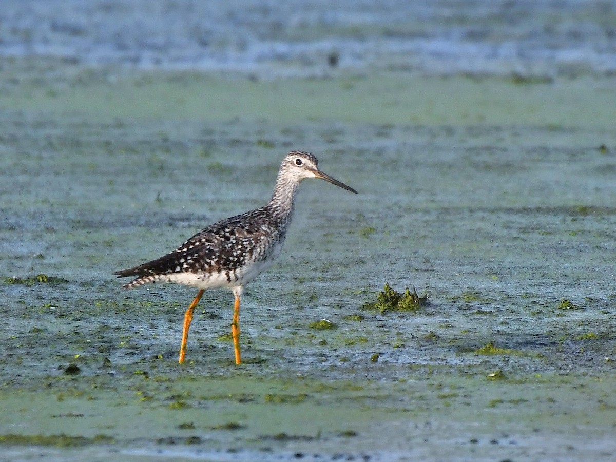 eBird Checklist - 22 Jul 2022 - Brandon Farm & Taff Rd. - 45 species