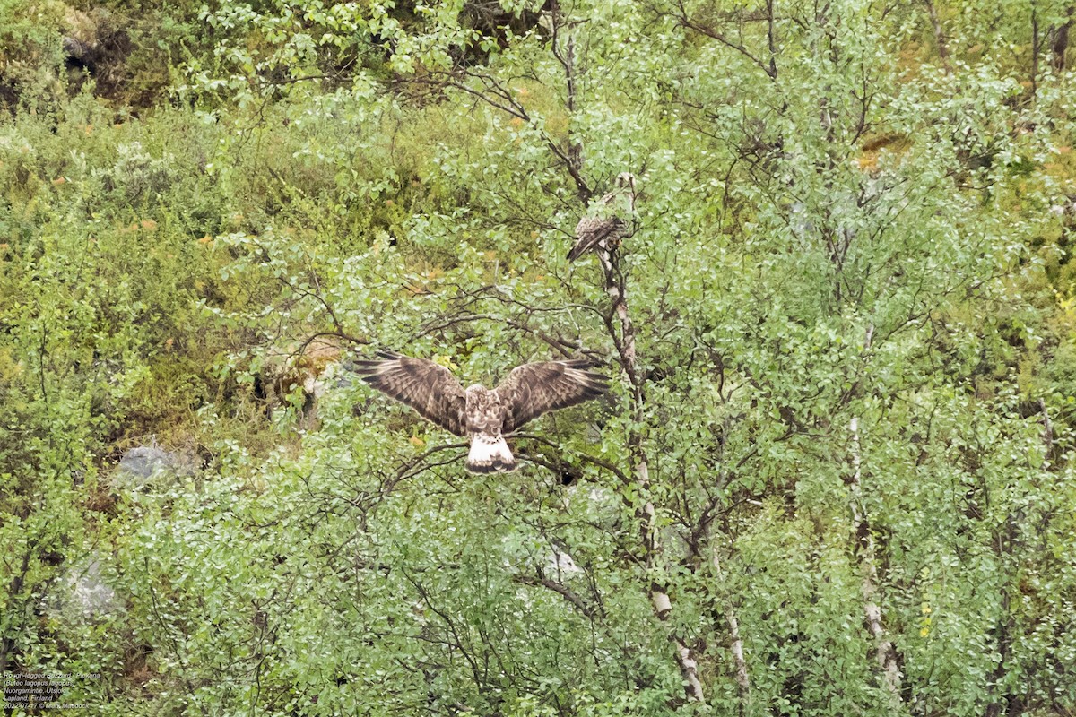 ML471150531 - Rough-legged Hawk - Macaulay Library