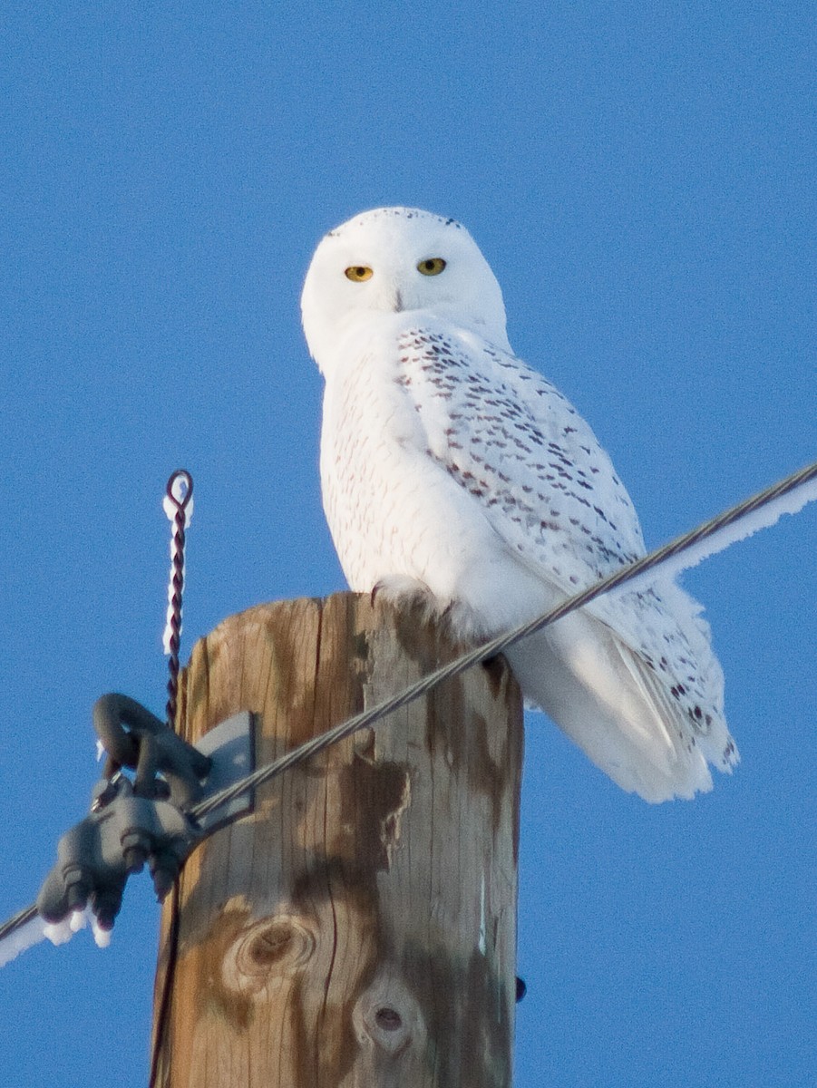 eBird Checklist - 25 Jan 2006 - Walker - 1 species