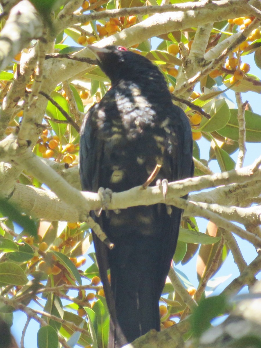 eBird Checklist - 21 Jan 2017 - Bens Walk (Nowra) - 14 species