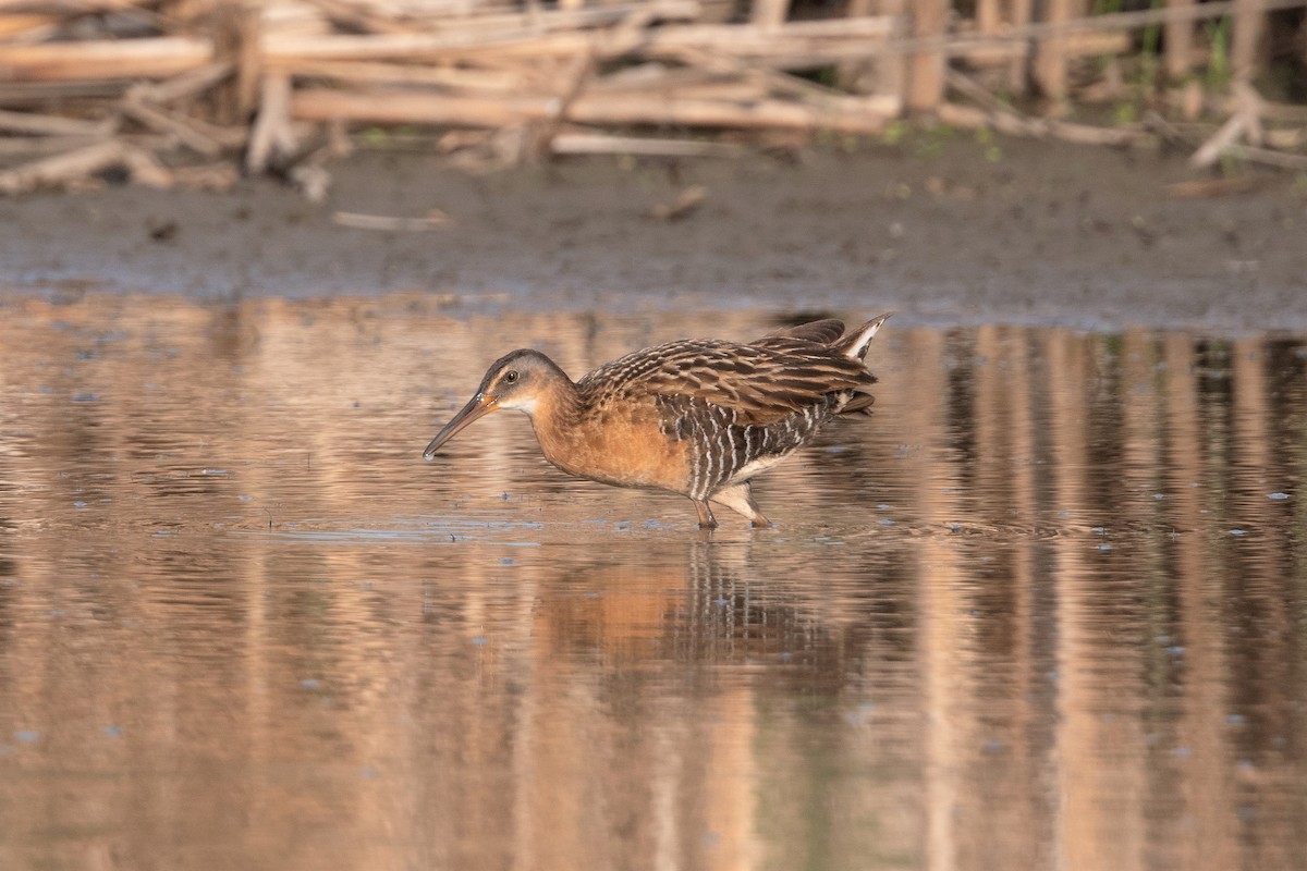 eBird Checklist - 24 Jul 2022 - Frank Shoemaker Marsh - 17 species