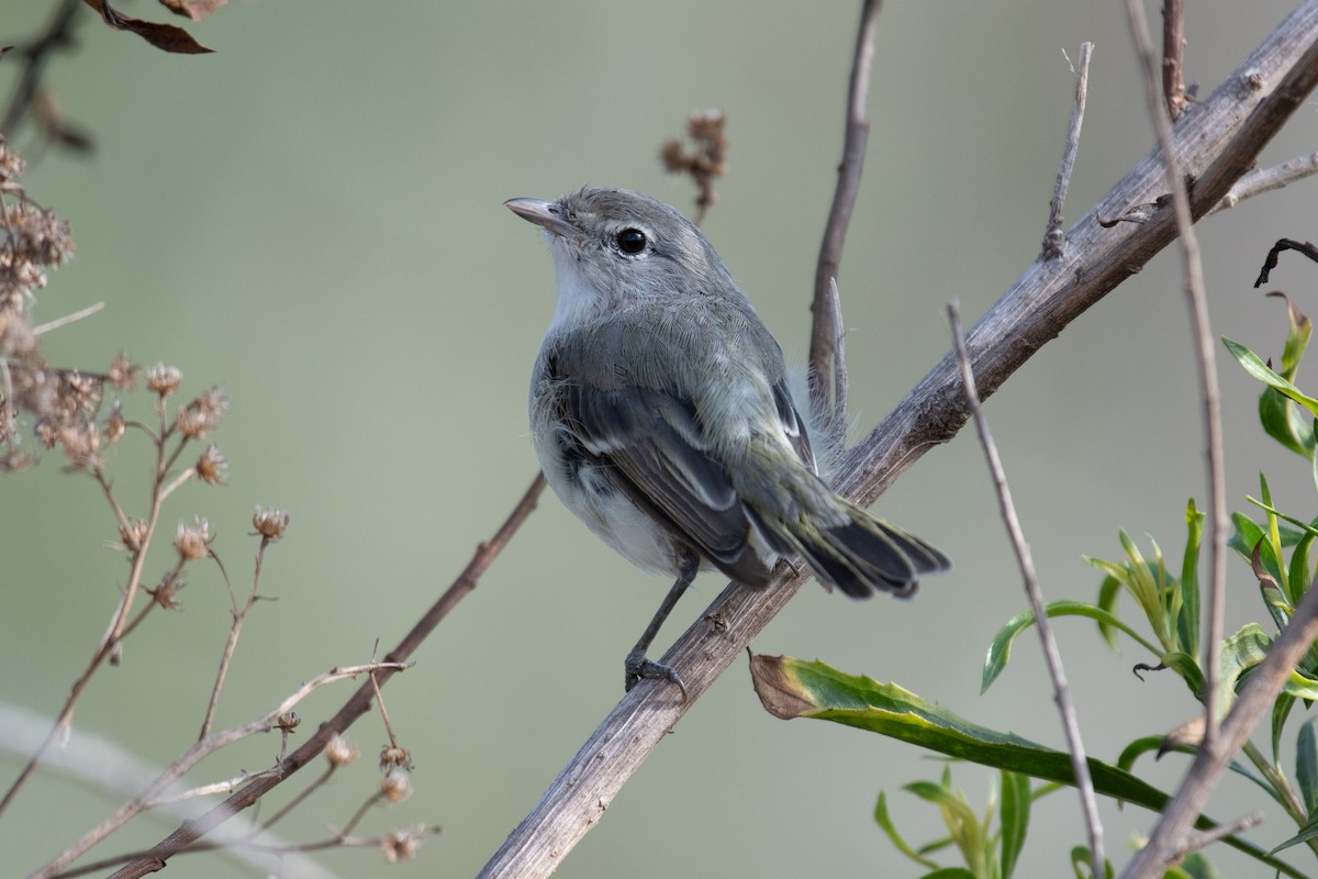ML471719291 - Bell's Vireo (Least) - Macaulay Library