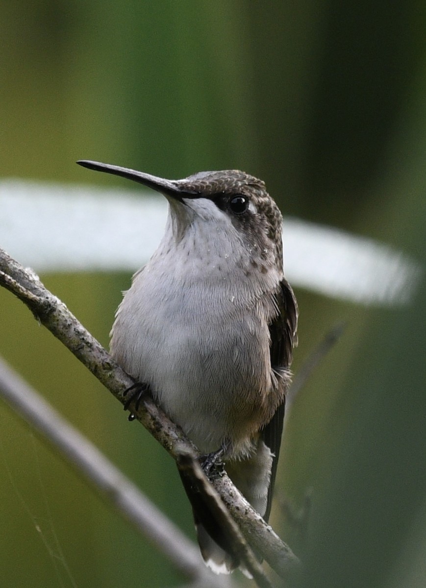 eBird Checklist - 1 Aug 2022 - Jennings EEC (Jennings Prairie) - 38 species