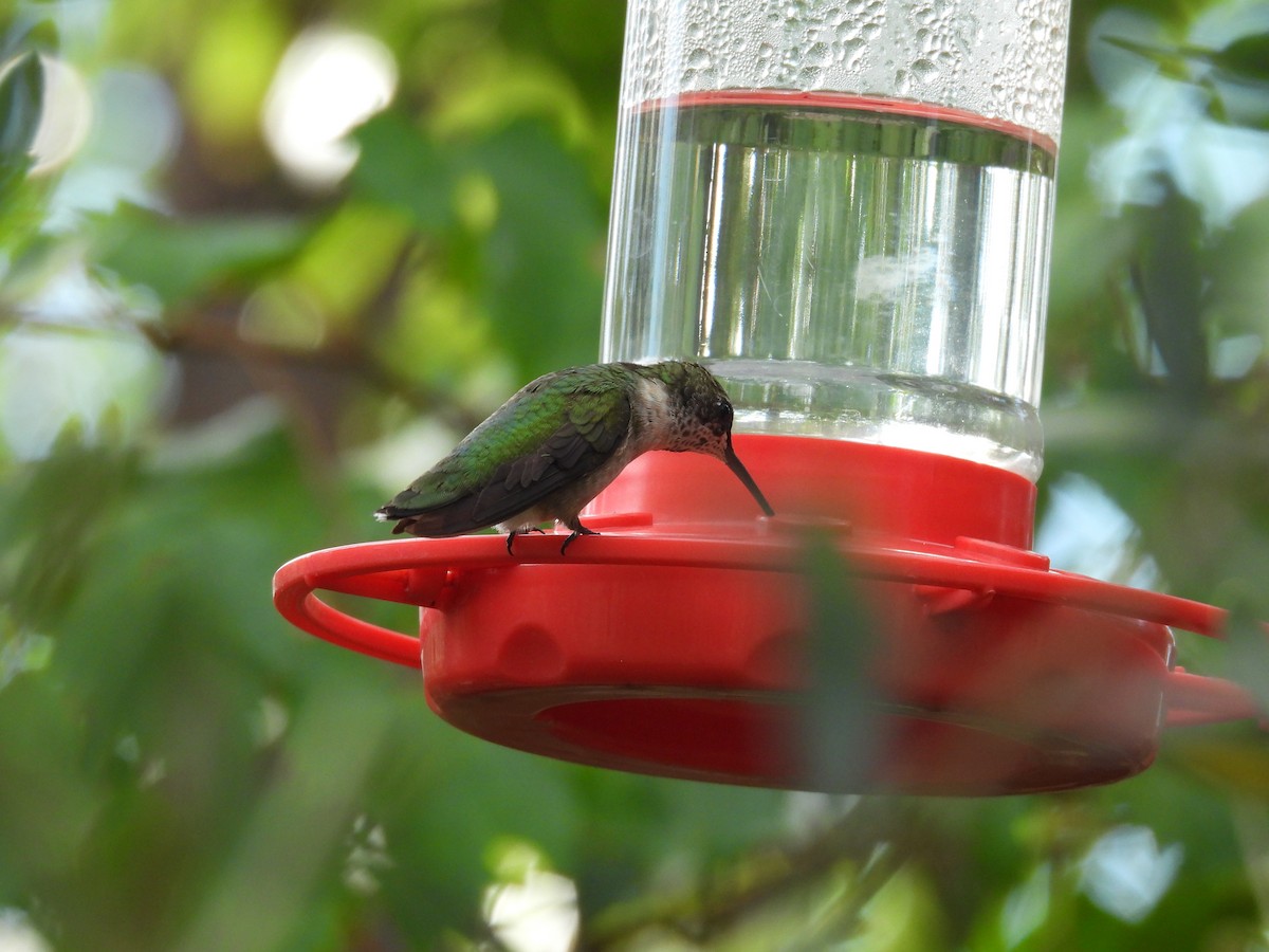 eBird Checklist - 2 Aug 2022 - My Backyard - 15 species