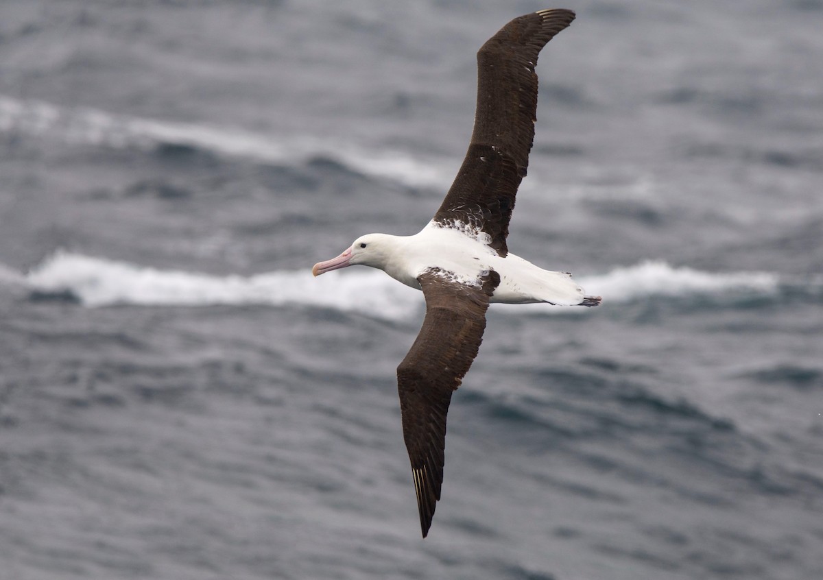ML472165231 - Northern Royal Albatross - Macaulay Library