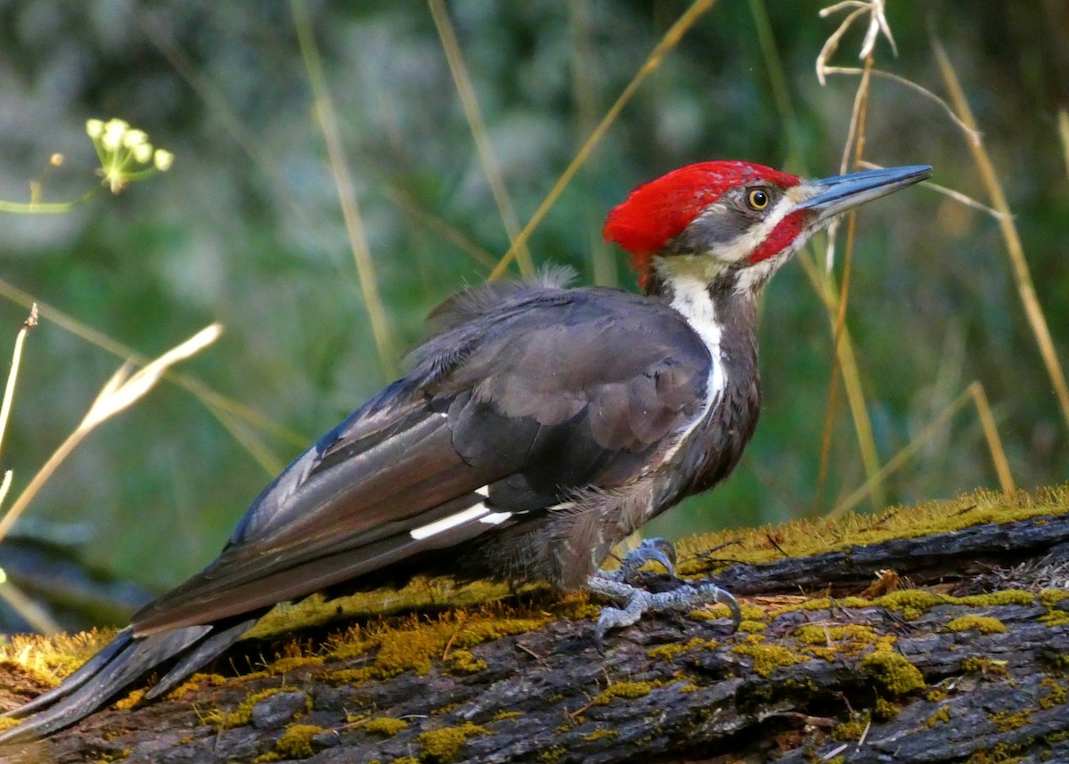 eBird Checklist - 26 Jul 2022 - Mt. Tamalpais SP--Rock Springs - 53 ...