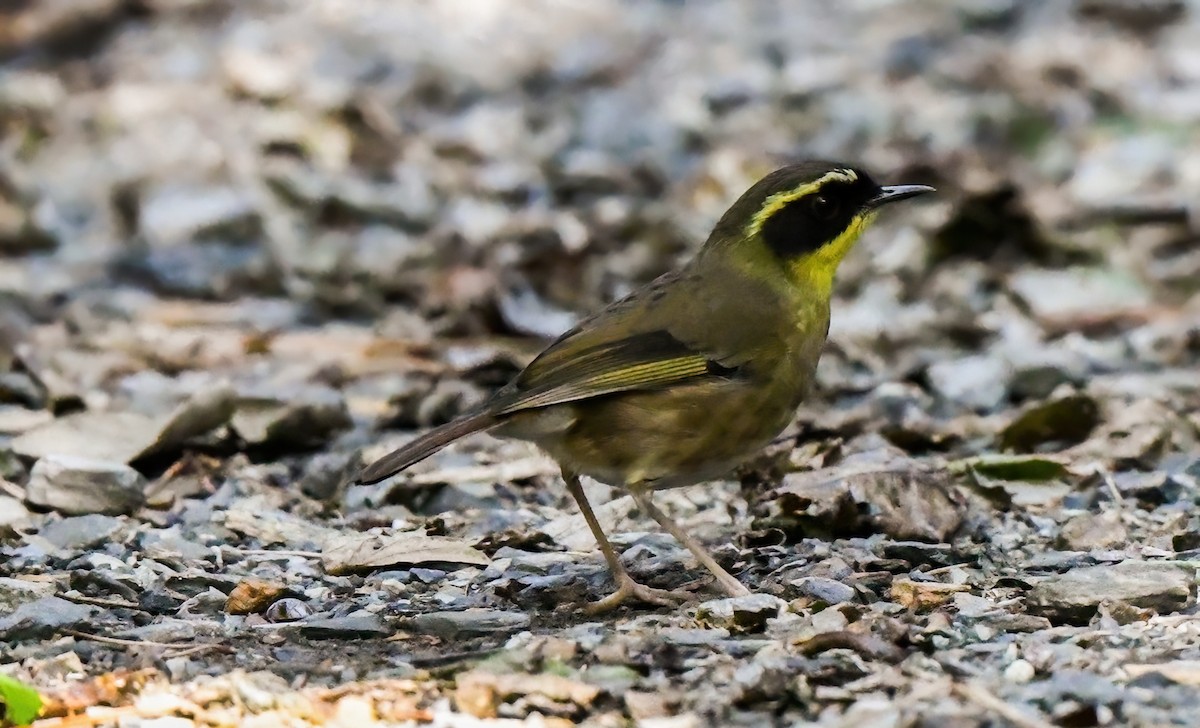 eBird Checklist - 3 Aug 2022 - Robertson Nature Reserve - 2 species