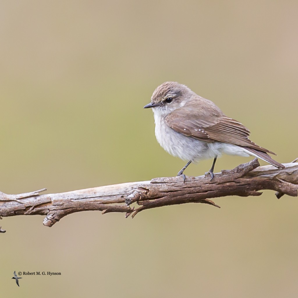 ML472242561 - Jacky-winter - Macaulay Library