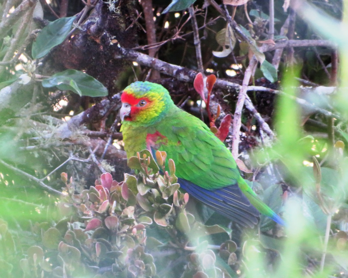 ML472353331 - Red-faced Parrot - Macaulay Library