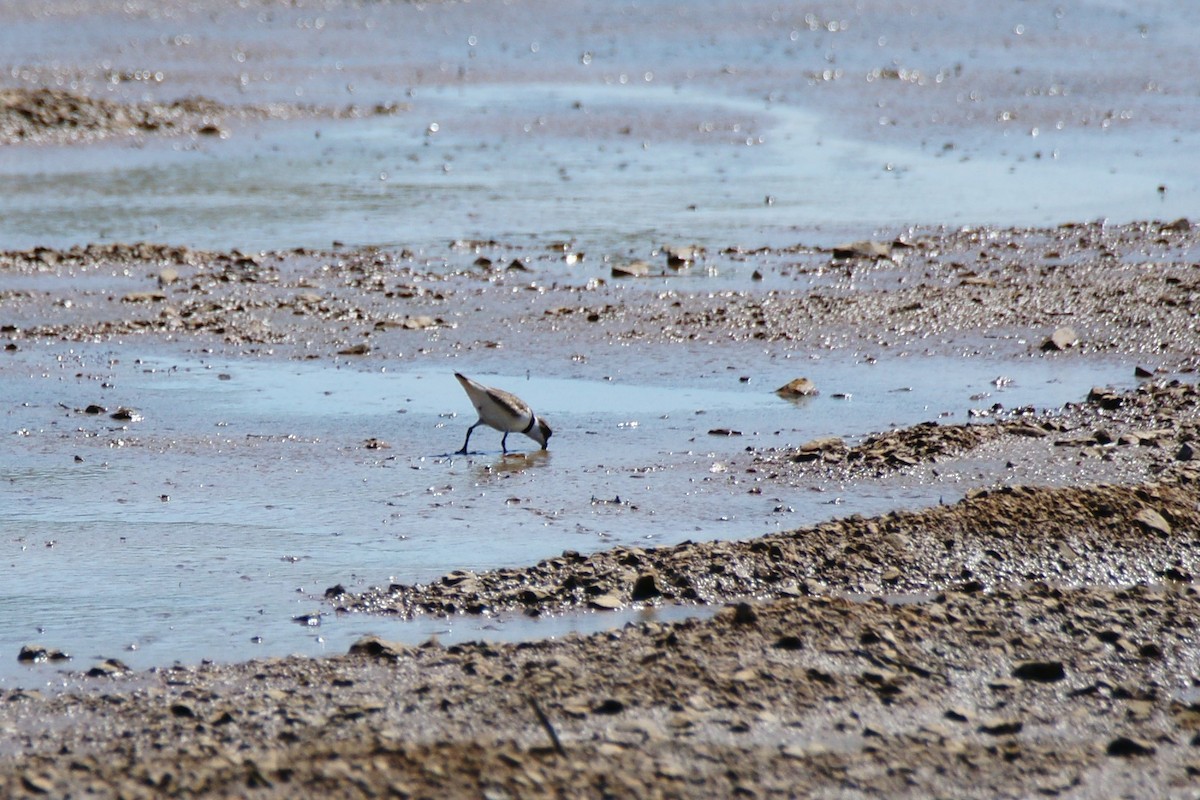 eBird Checklist - 4 Aug 2022 - Charlie Craig State Fish Hatchery - 17 ...