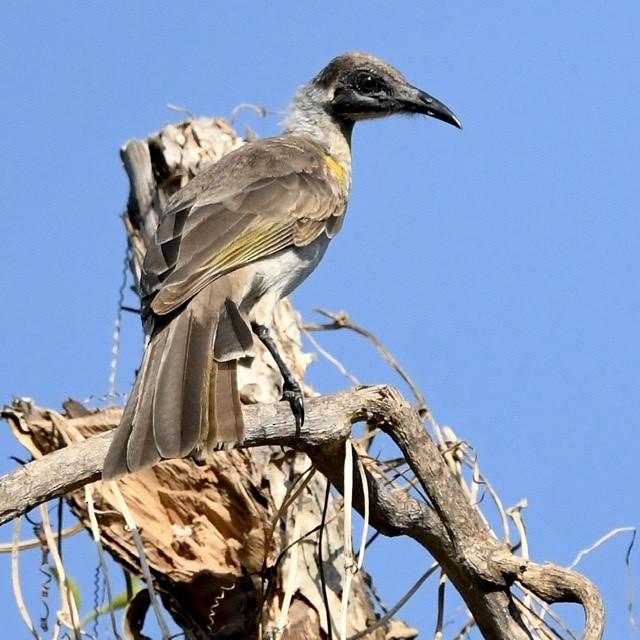 eBird Checklist - 6 Aug 2022 - East Point Mangrove Boardwalk - 34 species